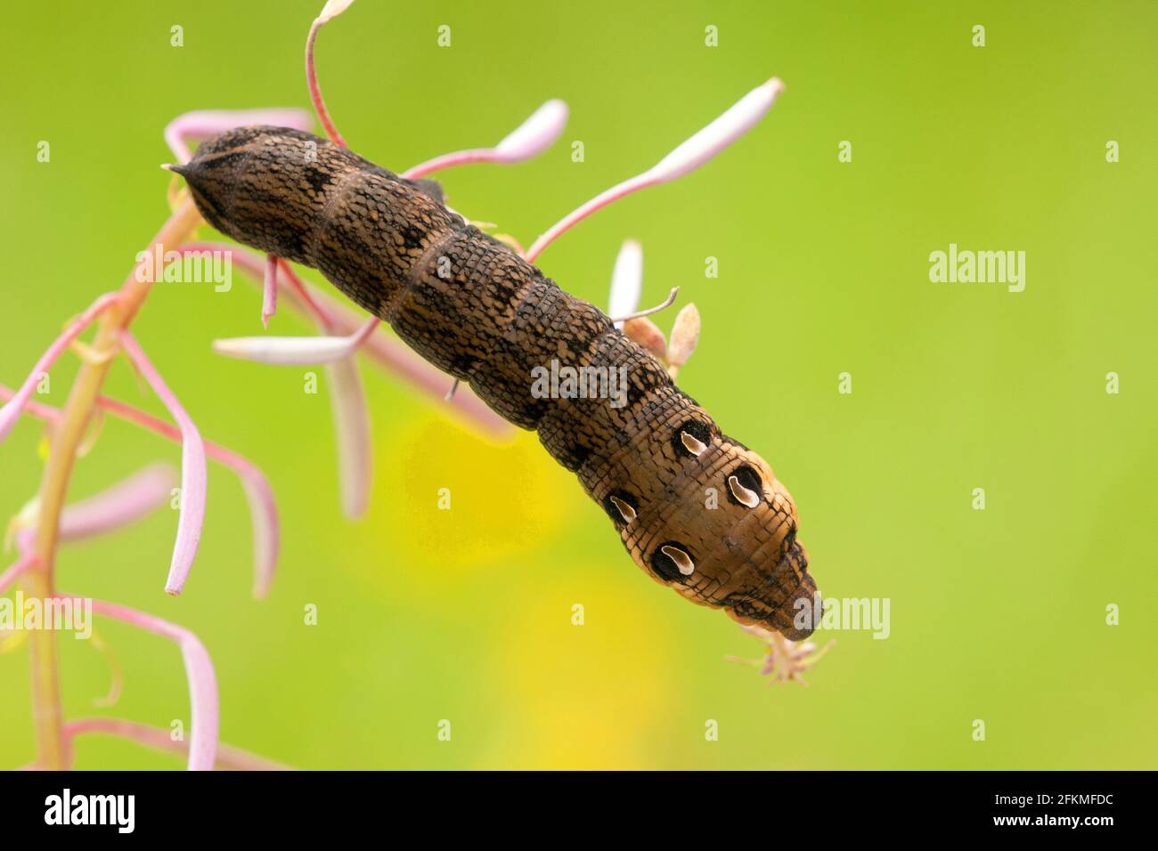 Elephant hawk-moths (Deilephila elpenor) Caterpillar, Rhineland ...