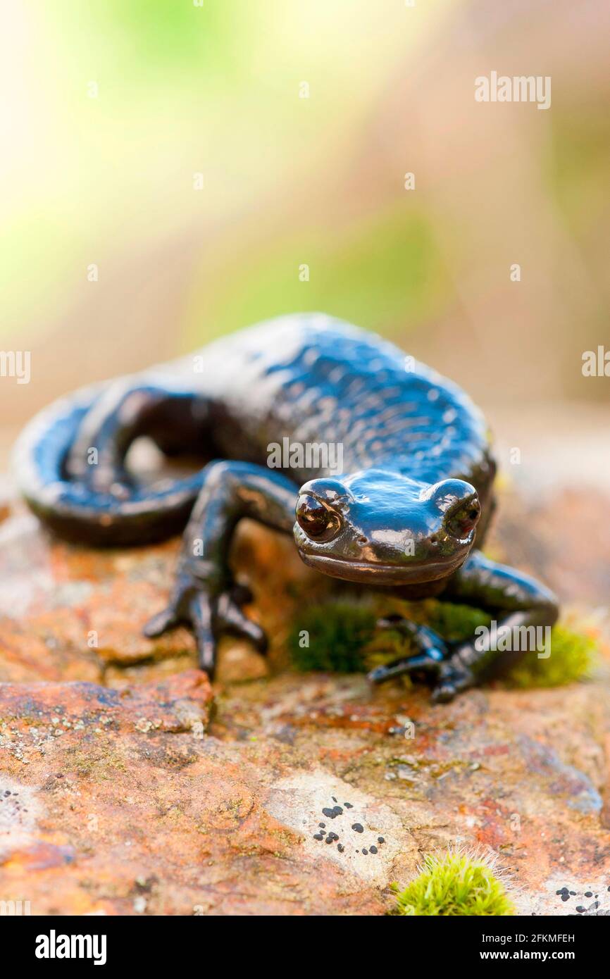 Alpine Salamander (Salamandra atra) Germany Stock Photo - Alamy