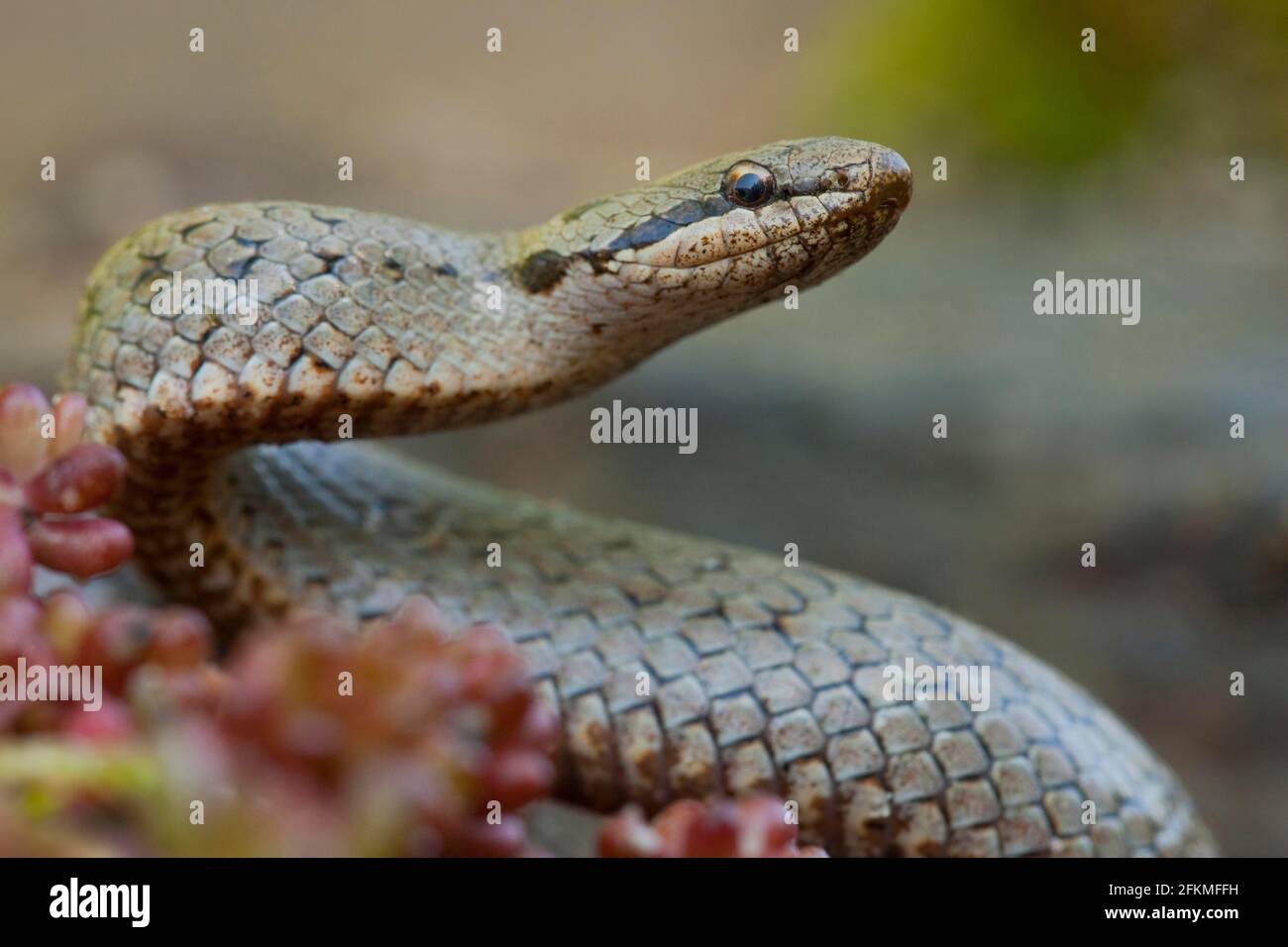 Coronella austriaca germany hi-res stock photography and images - Alamy