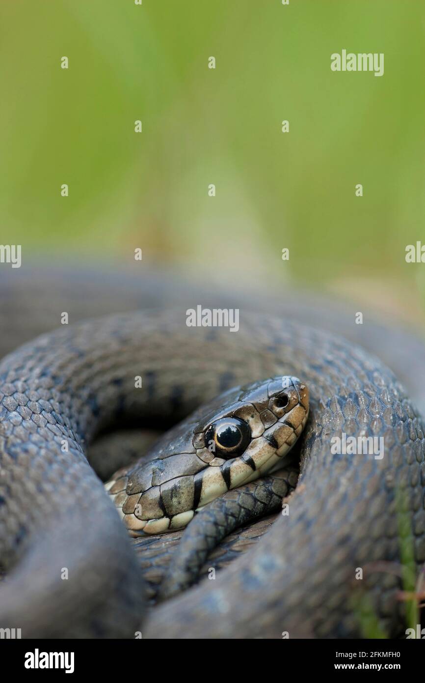 Rolled snake hi-res stock photography and images - Alamy