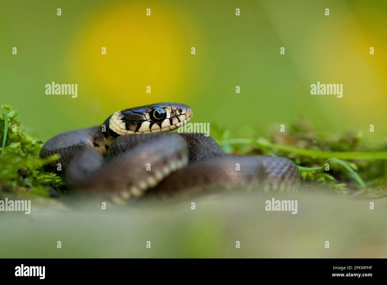 Grass snake (Natrix natrix), young animal, Rhineland-Palatinate ...