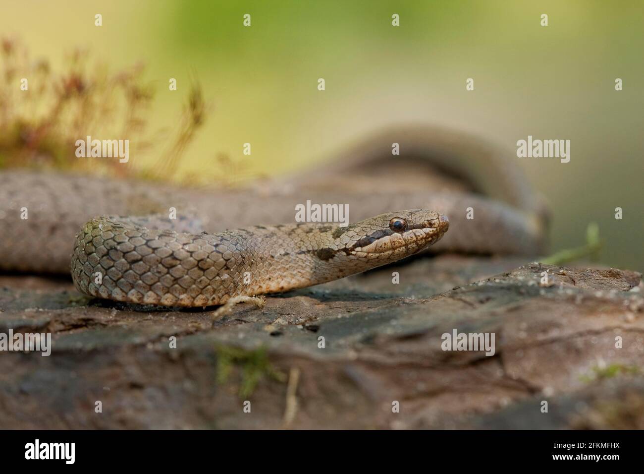 Coronella austriaca germany hi-res stock photography and images - Alamy