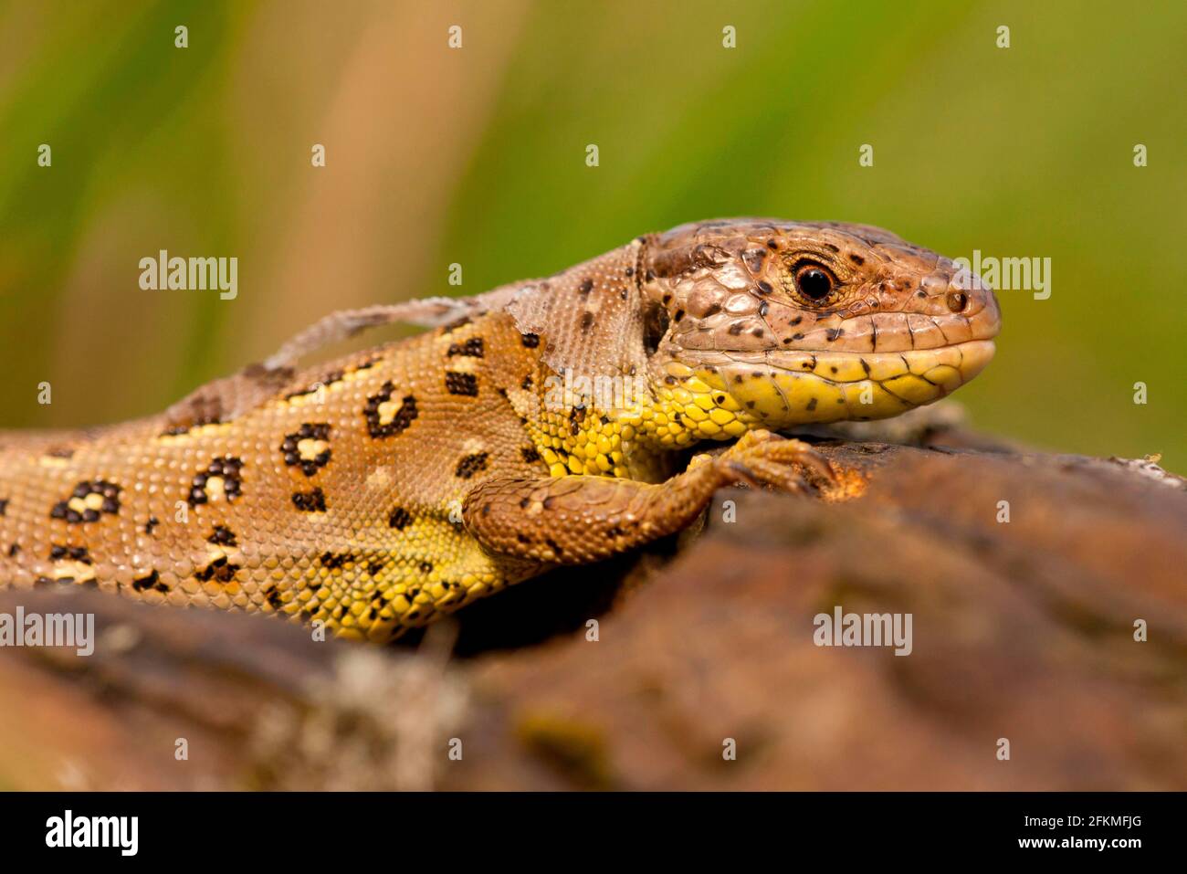 Sand lizard (Lacerta agilis) female, Rhineland-Palatinate, Germany ...