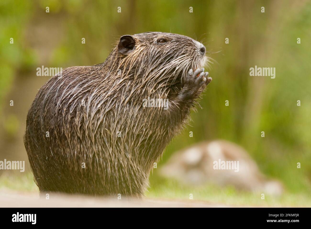 Nutria myocastor coypus hesse hi-res stock photography and images - Alamy