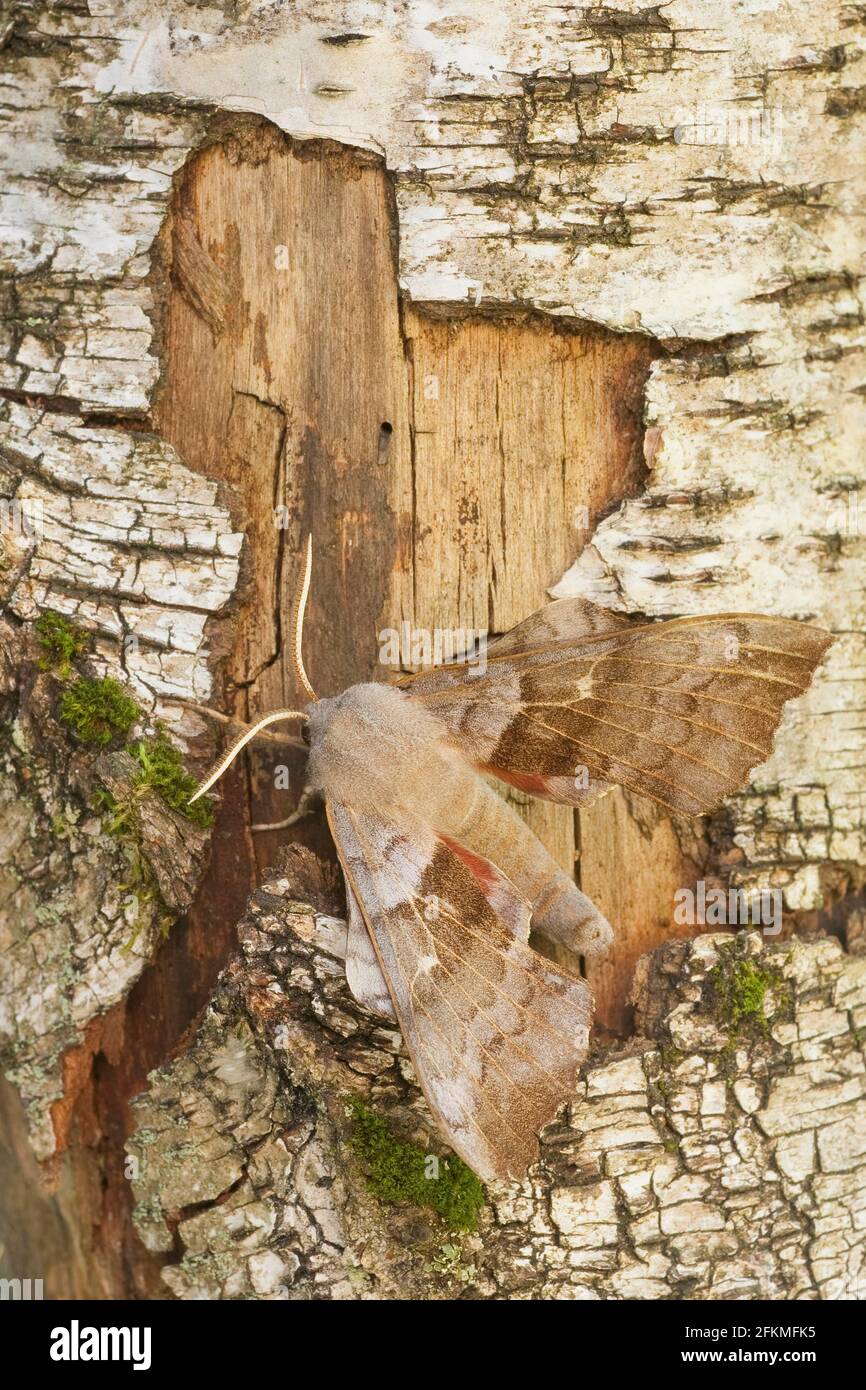 Poplar Hawk-moth (Laothoe populi), Rhineland-Palatinate, Germany Stock ...