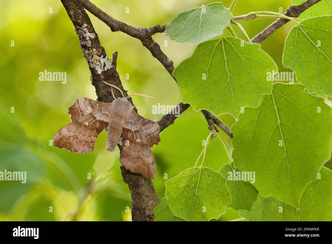 Poplar Hawk-moth (Laothoe populi), European Poplar (Populus tremula ...