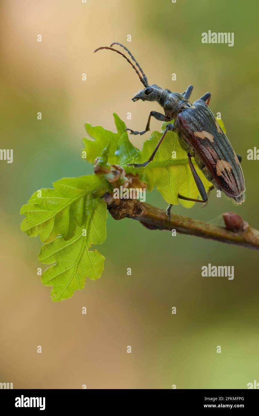 Rhagium bifasciatum hi-res stock photography and images - Alamy