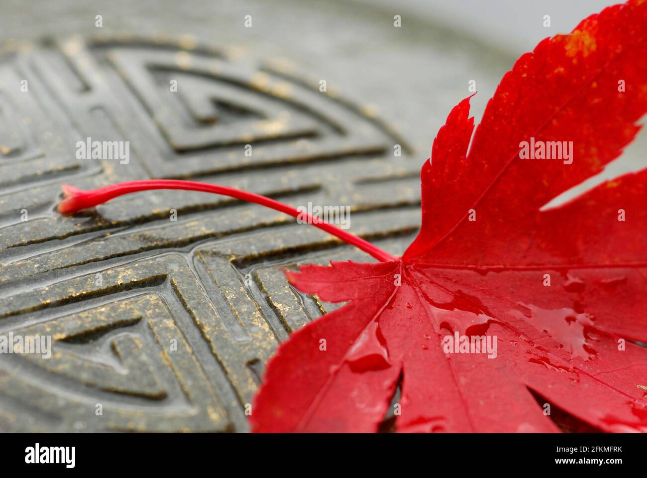 Japanese (Detail) maple, leaf, and Japanese stone sign, sign in stone ...