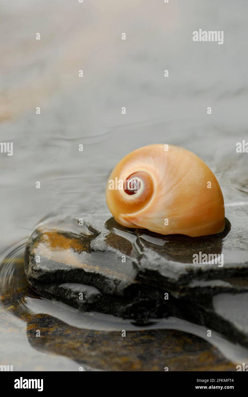 Snail shell on stone Stock Photo - Alamy