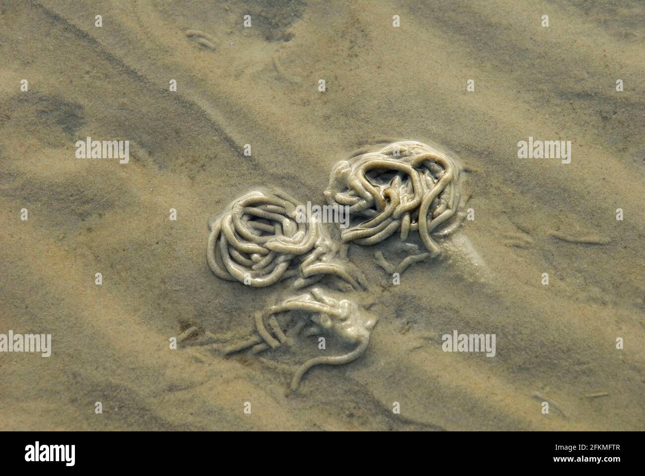 Sandpierworm pile, Lugworm (Arenicola marina) Wadden Sea, Schleswig ...