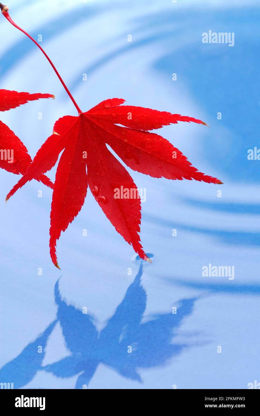 Leaves, Downy Japanese Maple (Acer japonicum) sycamore Stock Photo - Alamy