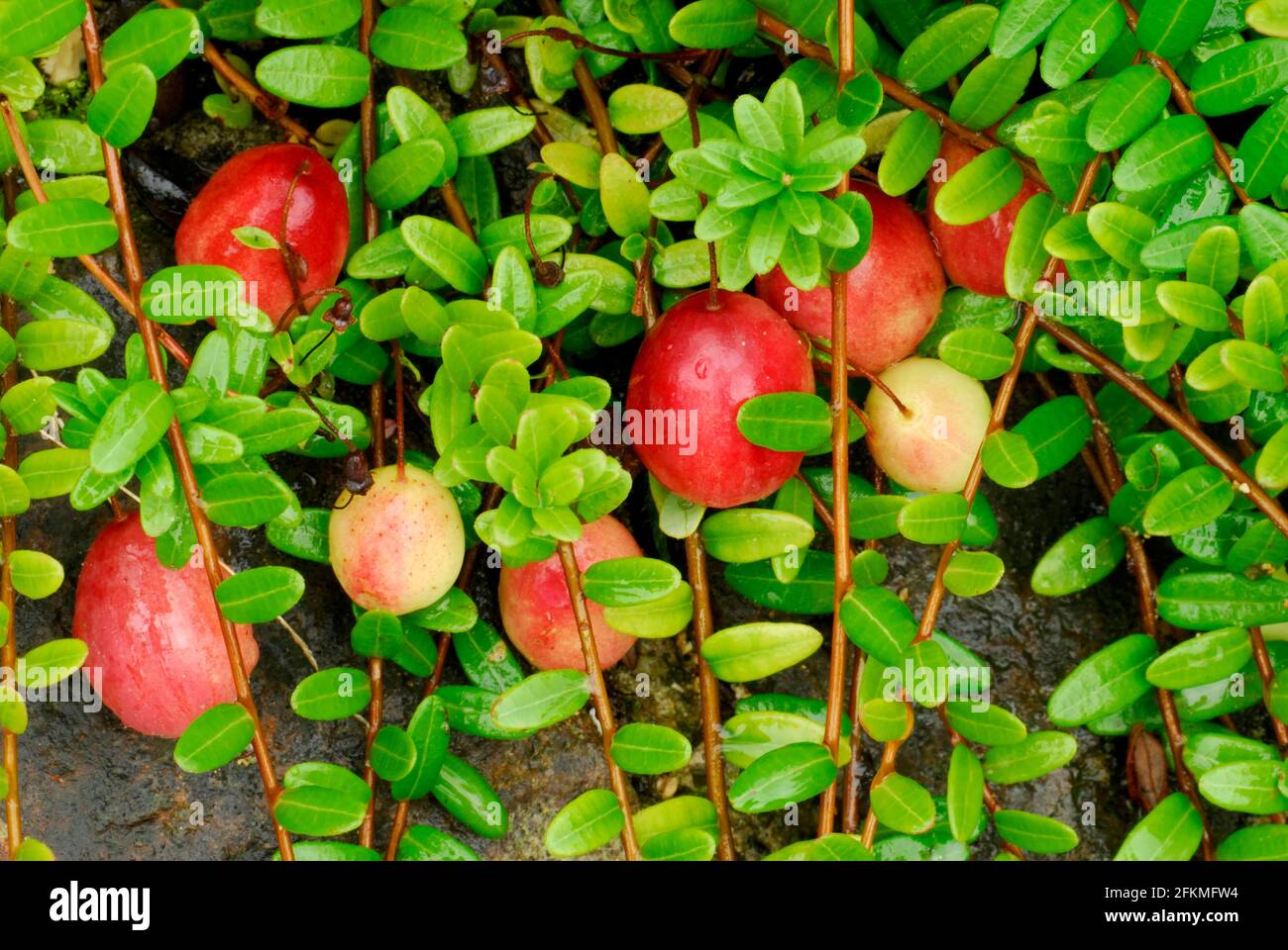 Early black cranberry hi-res stock photography and images - Alamy