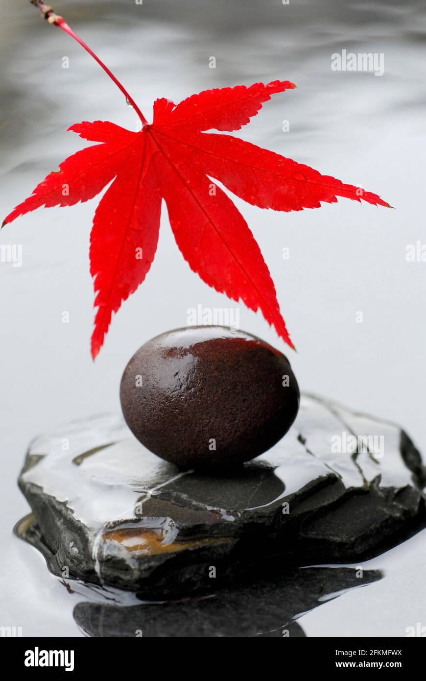 Leaf and round stone, Downy Japanese Maple (Acer japonicum) sycamore ...