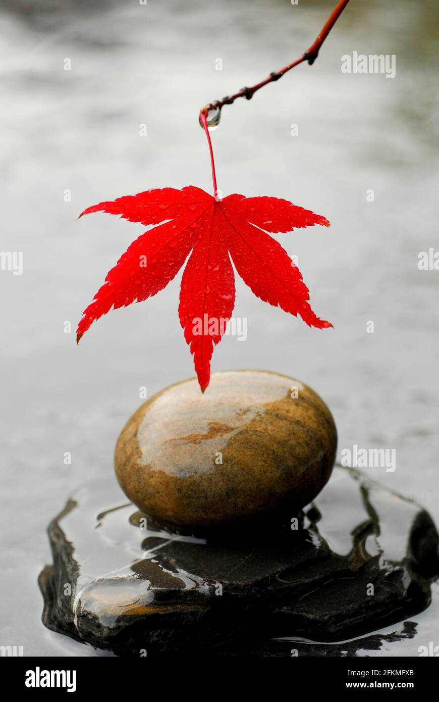 Leaf and round stone, Downy Japanese Maple (Acer japonicum) sycamore ...