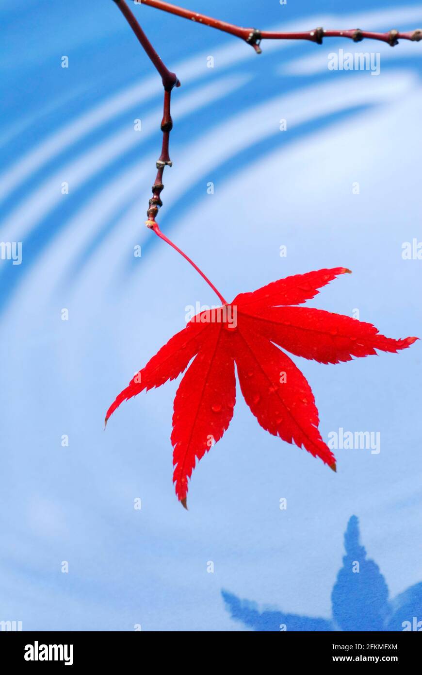 Leaf, Downy Japanese Maple (Acer japonicum) sycamore Stock Photo - Alamy
