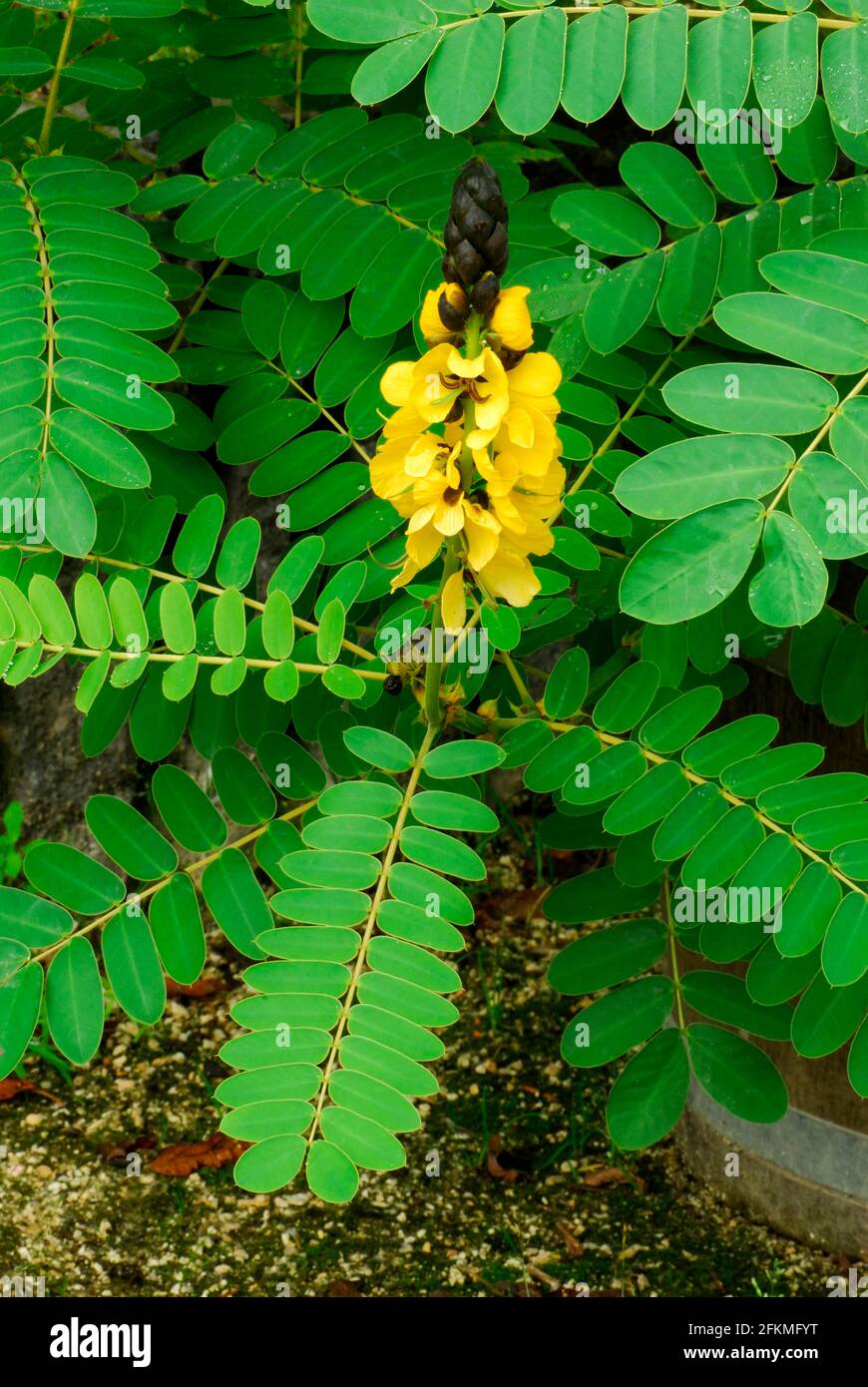 Spice rind (Cassia didymobotrya) (Senna didymobotrya) spice bark, poultry cassie, winged cassie ...