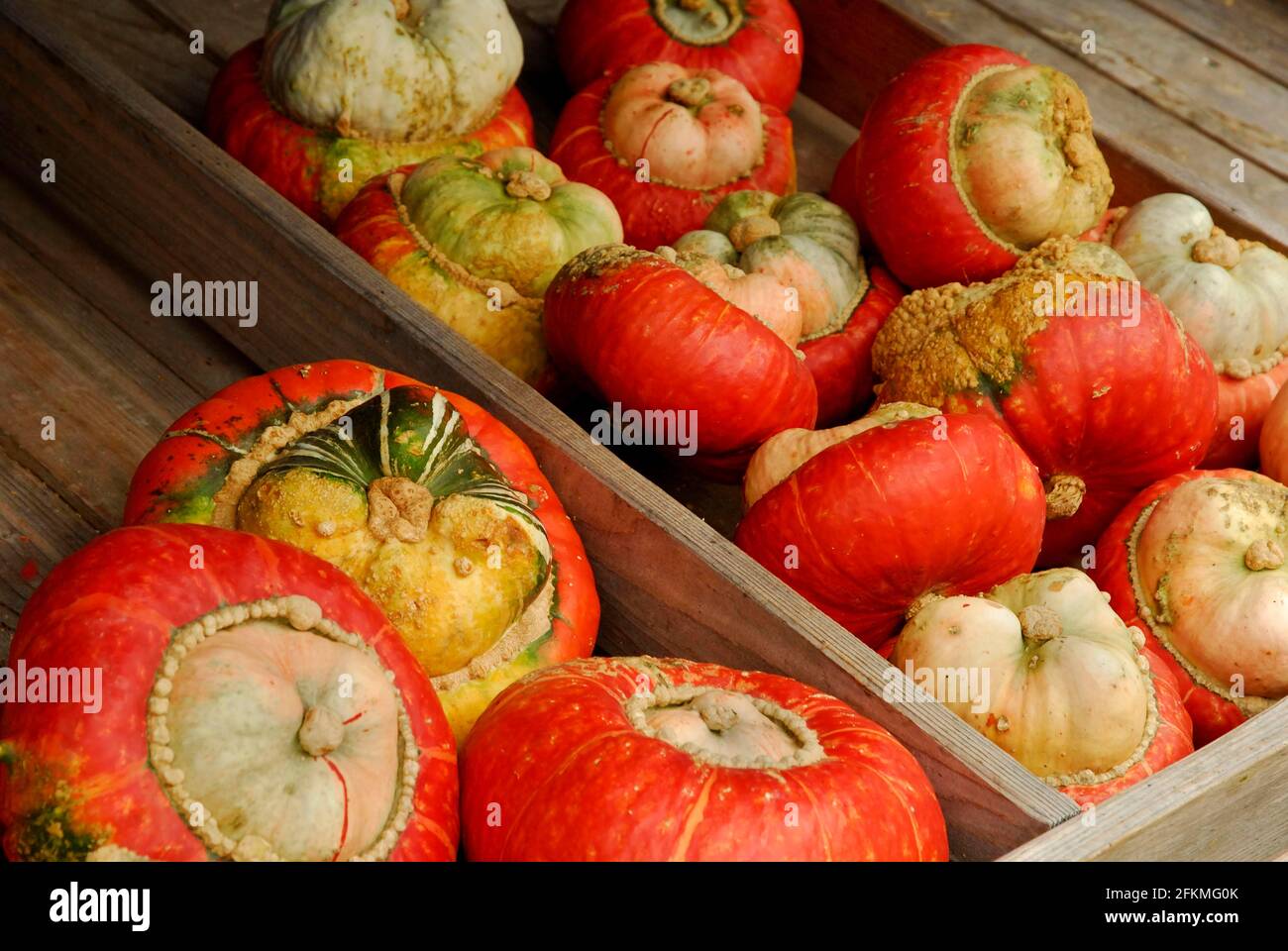 Pumpkins 'Turkish turban' (Cucurbita maxima), pumpkin, pumpkins, gourds ...
