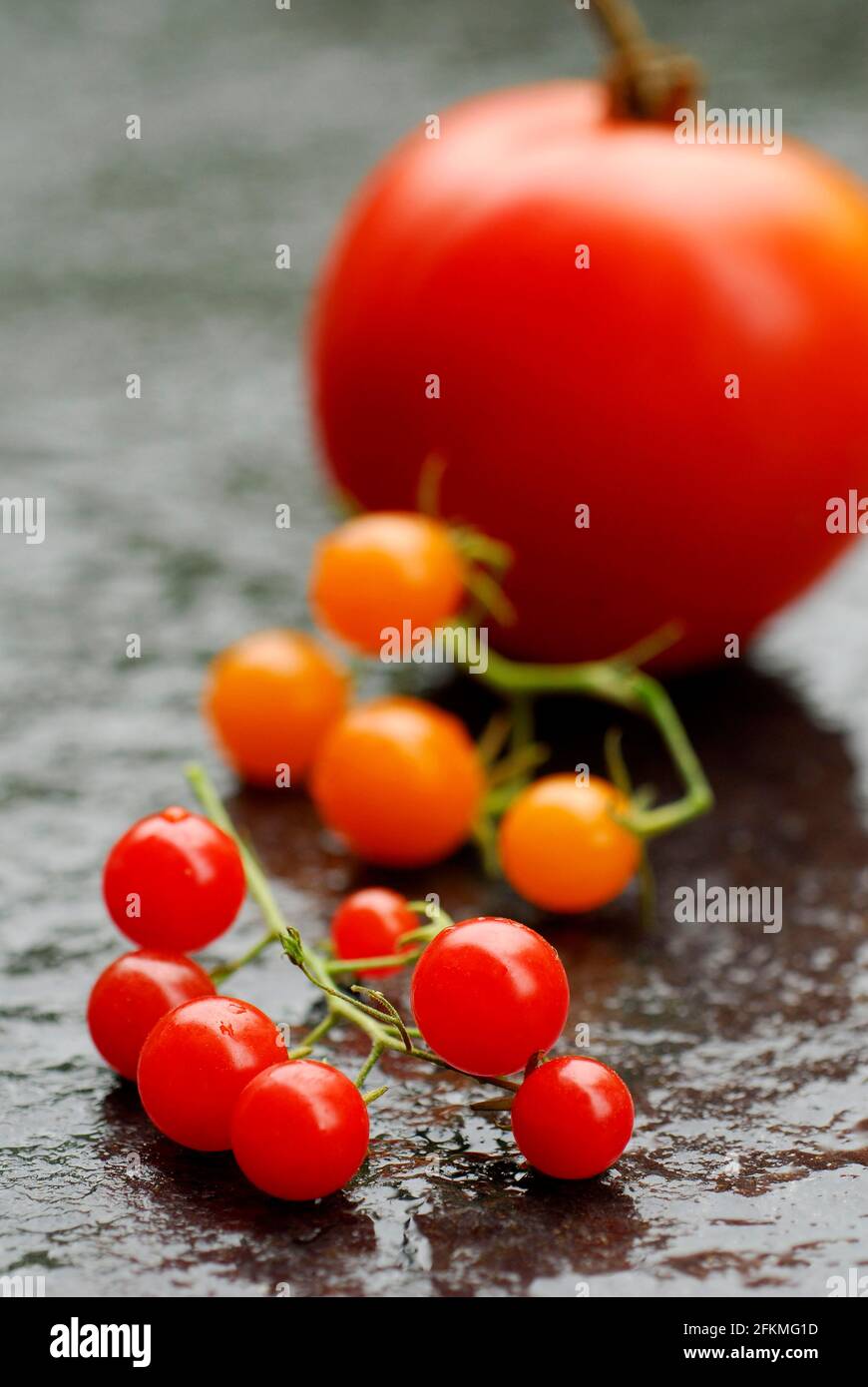 Savages Lycopersicon (Solanum peruvianum) (Solanum lycopersicon) and ...