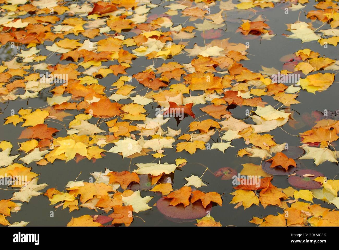 Autumn leaves on water surface Stock Photo - Alamy