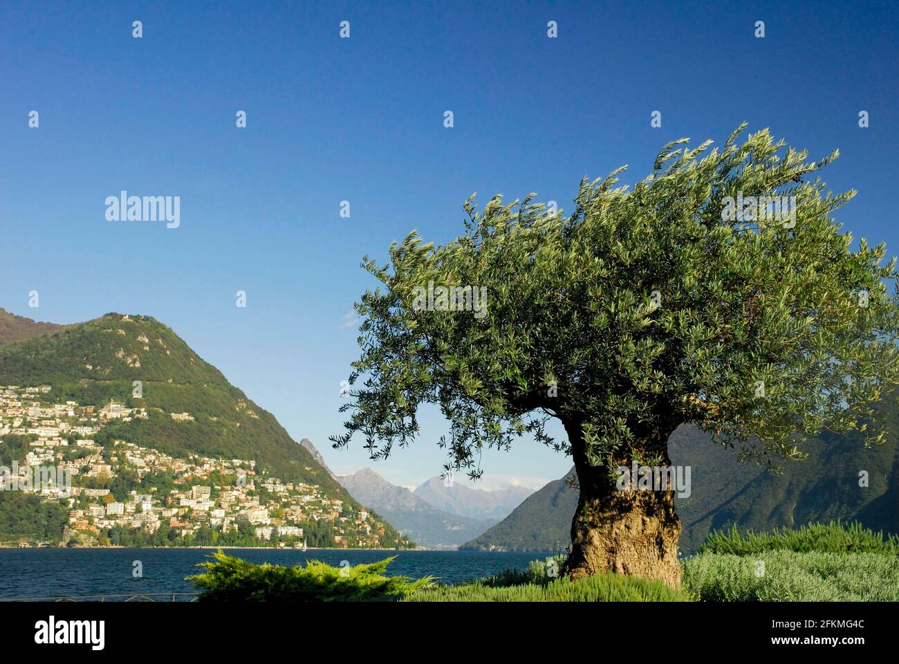 Olive tree, Lago di, Lake Lugano, Monte Bre Mountain, Lugano, Ticino ...