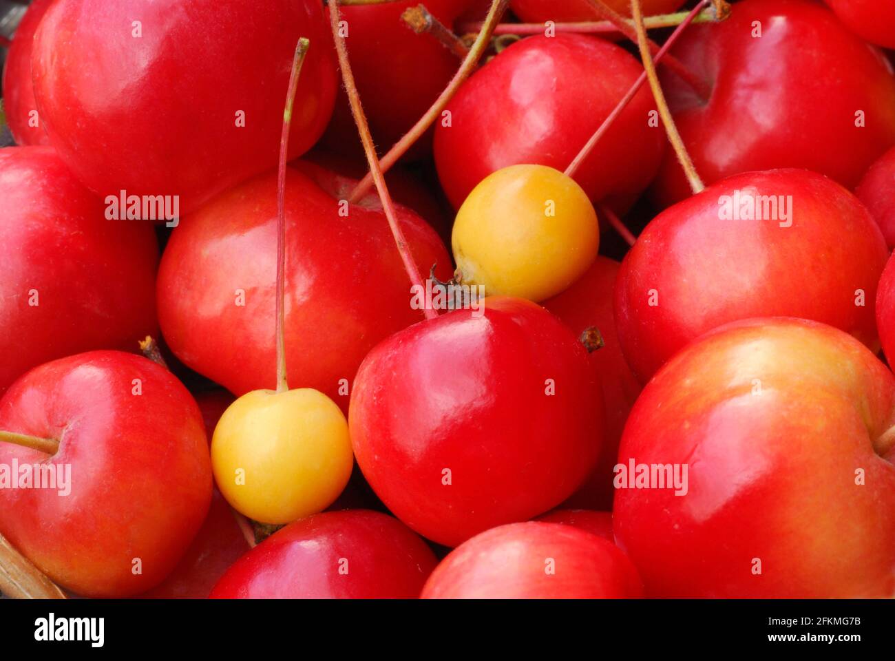 Decorative apples ( Malus Stock Photo - Alamy