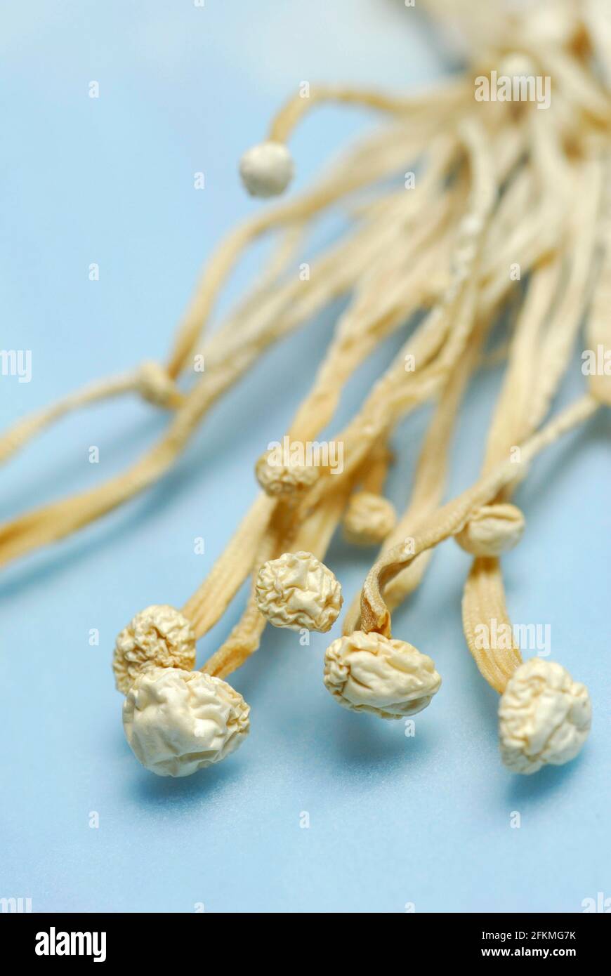 Enoki mushrooms (Flammulina velutipes) dried, Golden needle mushroom ...