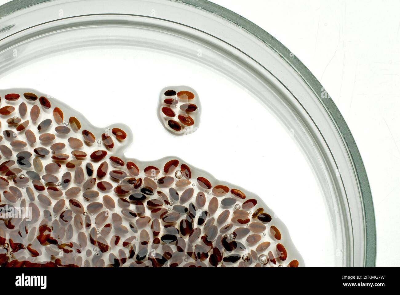 Sandway plantain, swollen seeds with mucilage (Plantago psyllium ...
