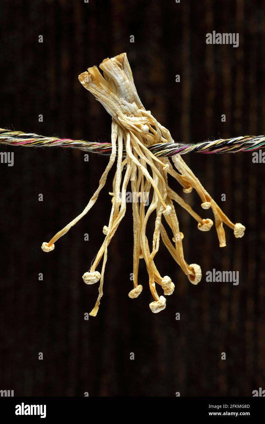 (Flammulina velutipes) Dried Enoki mushrooms , threaded on string ...
