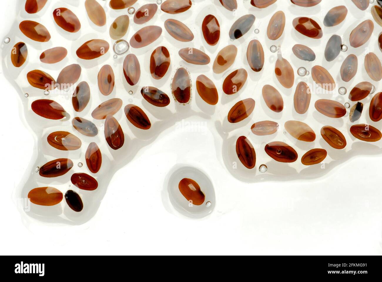 Sandway plantain, swollen seeds with mucilage (Plantago psyllium ...