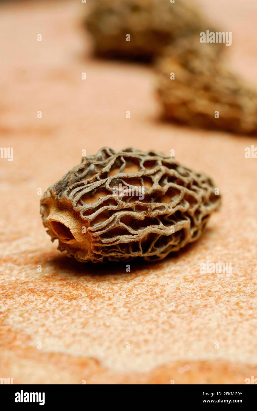 Black morel (Morchella conica) dried, dried, morel Stock Photo - Alamy