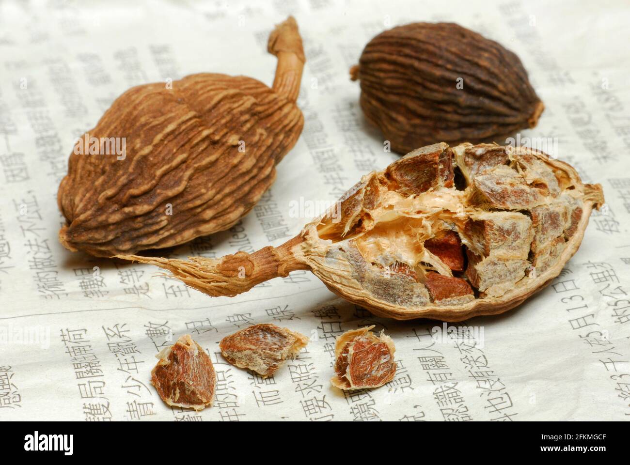 Black cardamom (Amomum subulatum) Black cardamom, Nepal cardamom Stock ...