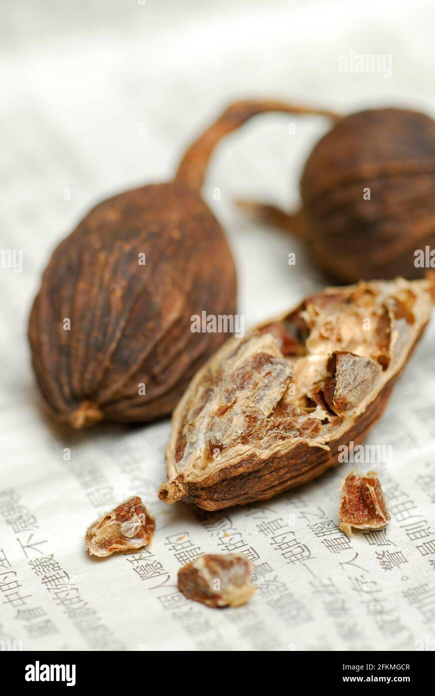 Black cardamom (Amomum subulatum) Black cardamom, Nepal cardamom Stock ...