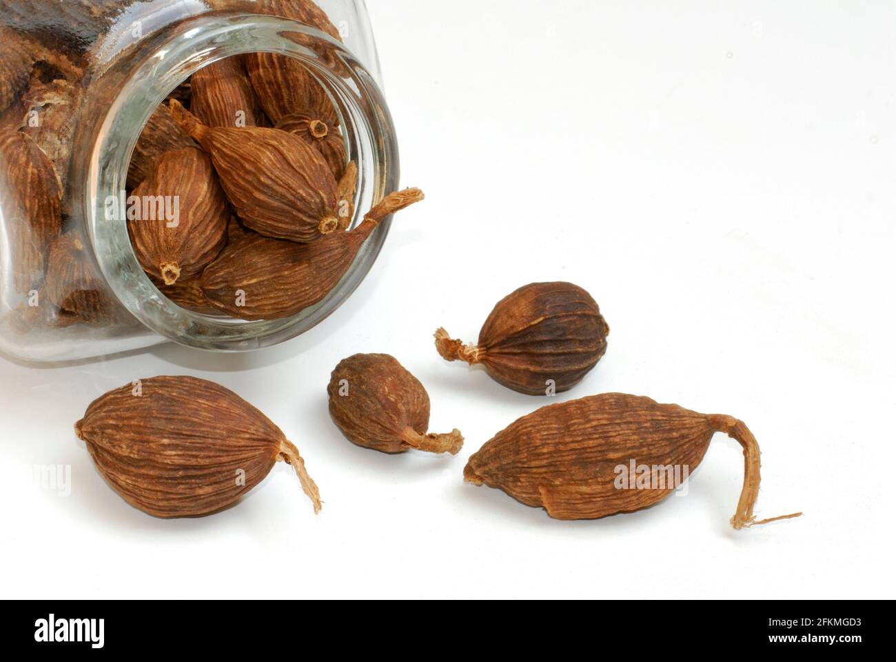 Black cardamom (Amomum subulatum) Black Cardamom Stock Photo - Alamy