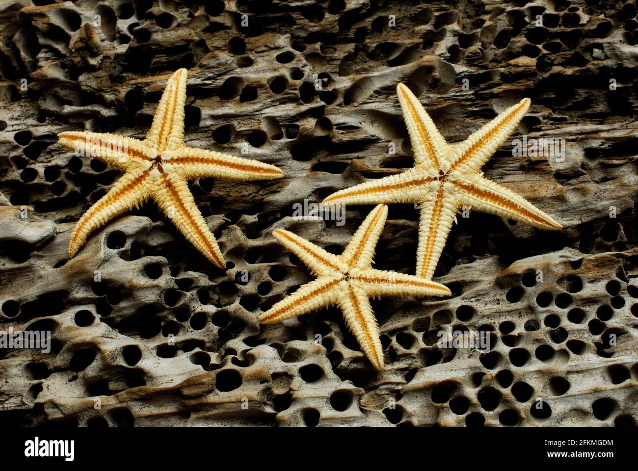 Dried starfish on driftwood Stock Photo - Alamy