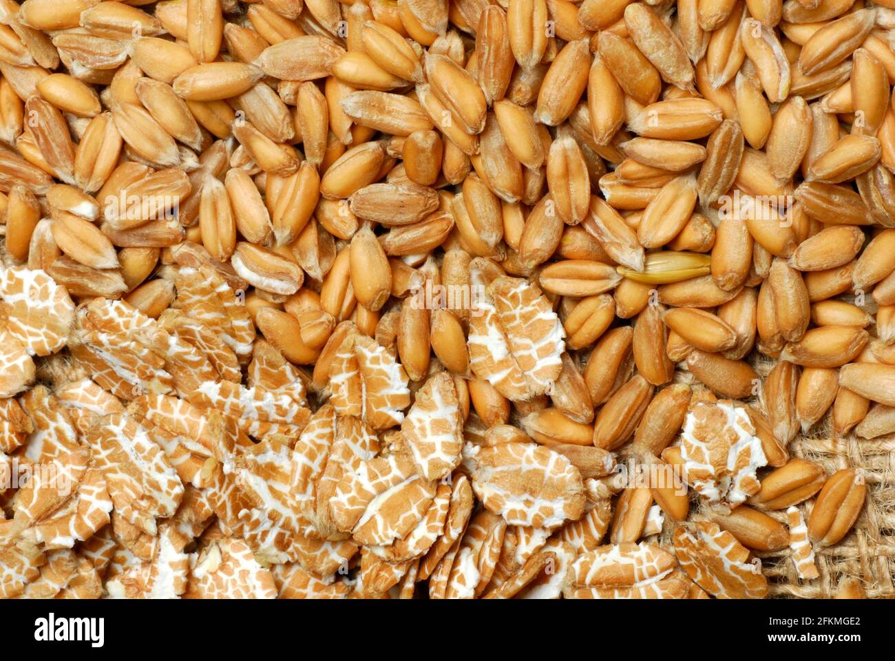 Dinkel wheatflakes and grains, grains, , Wholegrain flakes Stock Photo ...