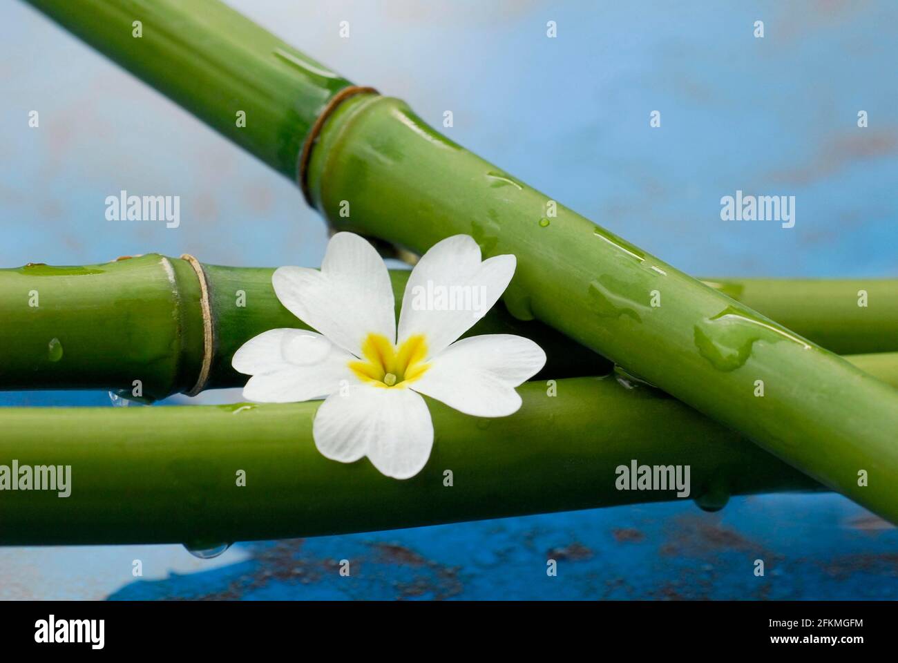 Bamboo cane and flower, bamboo Stock Photo - Alamy