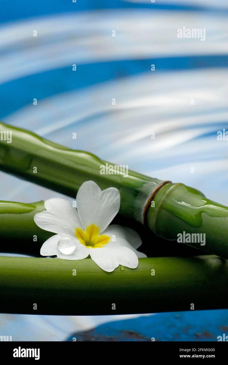 Bamboo cane and flower, bamboo Stock Photo - Alamy