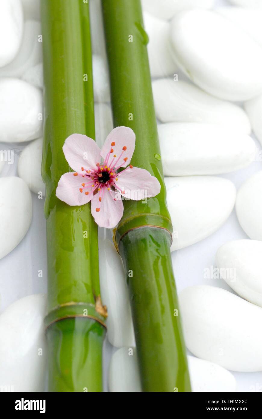 Cherry plumsbluete (Prunus cerasifera) and bamboo cane, plum blossoms ...