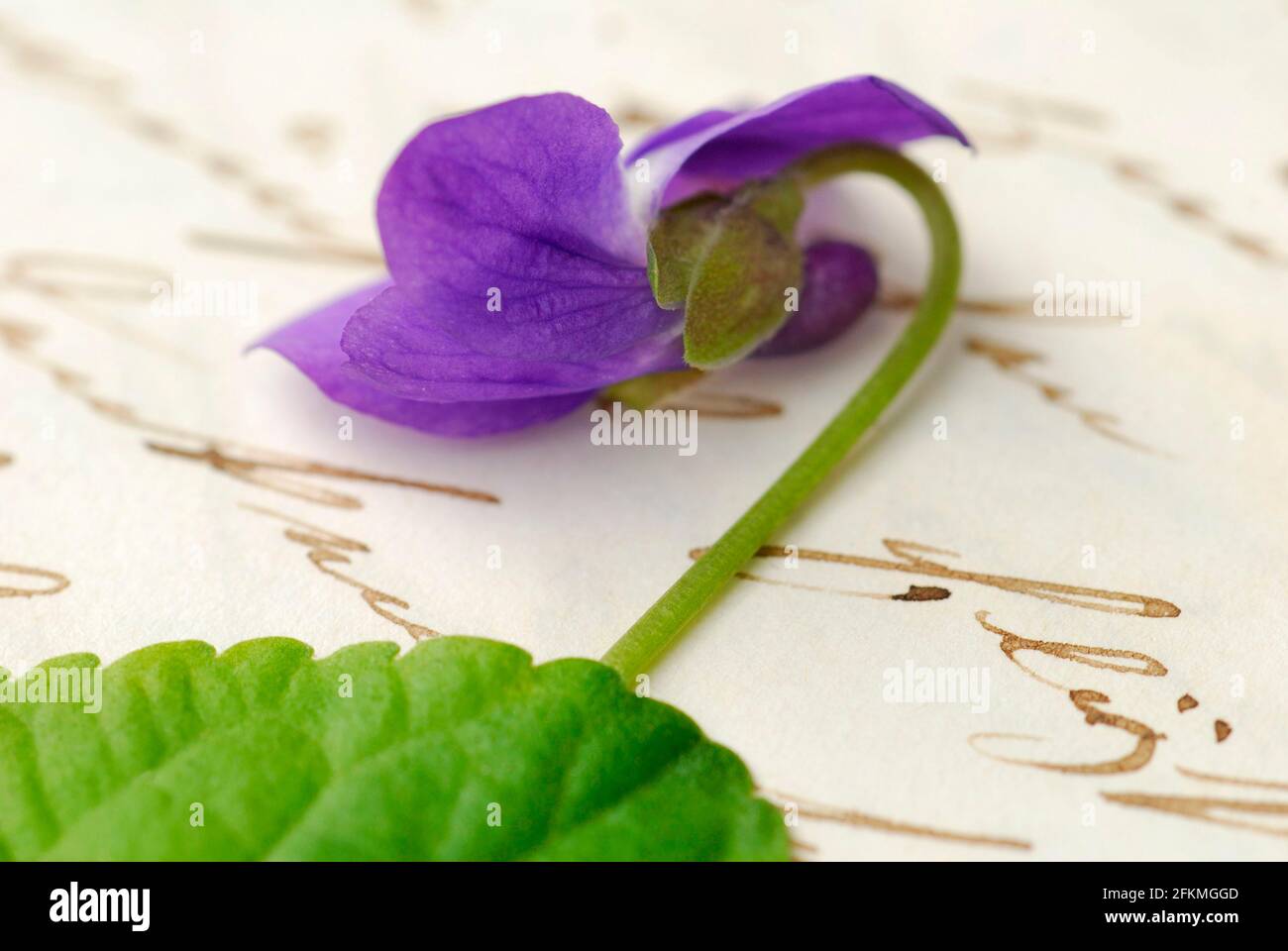 Scented violet on book with old manuscript, March violet, Wood violet ...