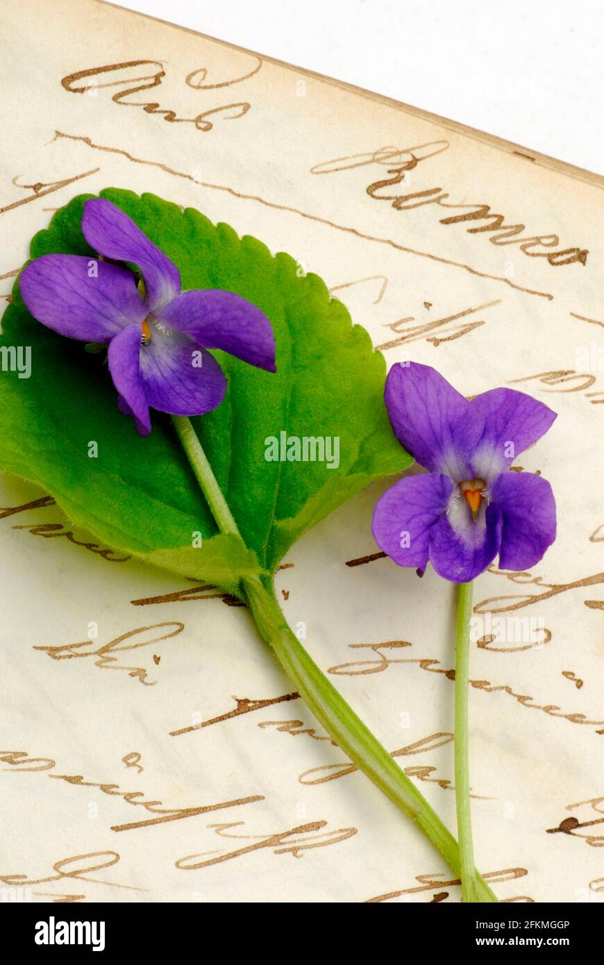 Scented violet on book with old manuscript, March violet, Wood violet ...