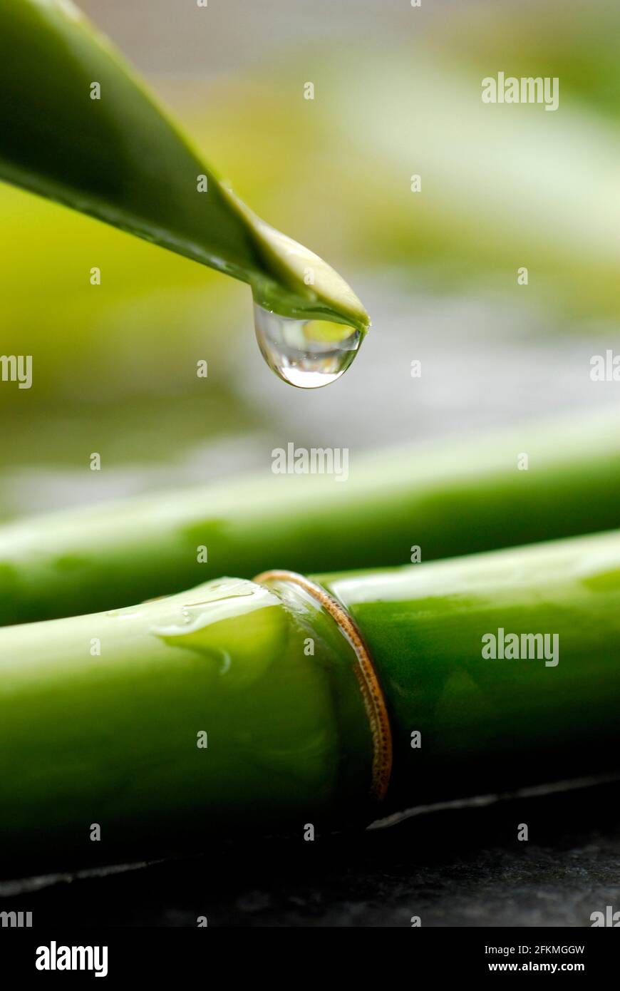 Bamboo cane with water drops Stock Photo - Alamy