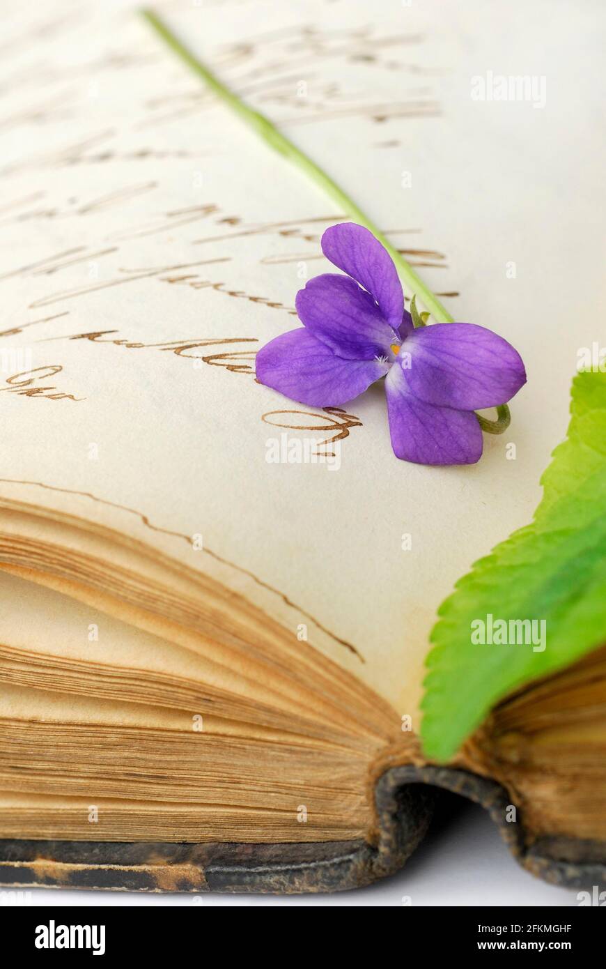 Scented violet on book with old manuscript, March violet, Wood violet ...