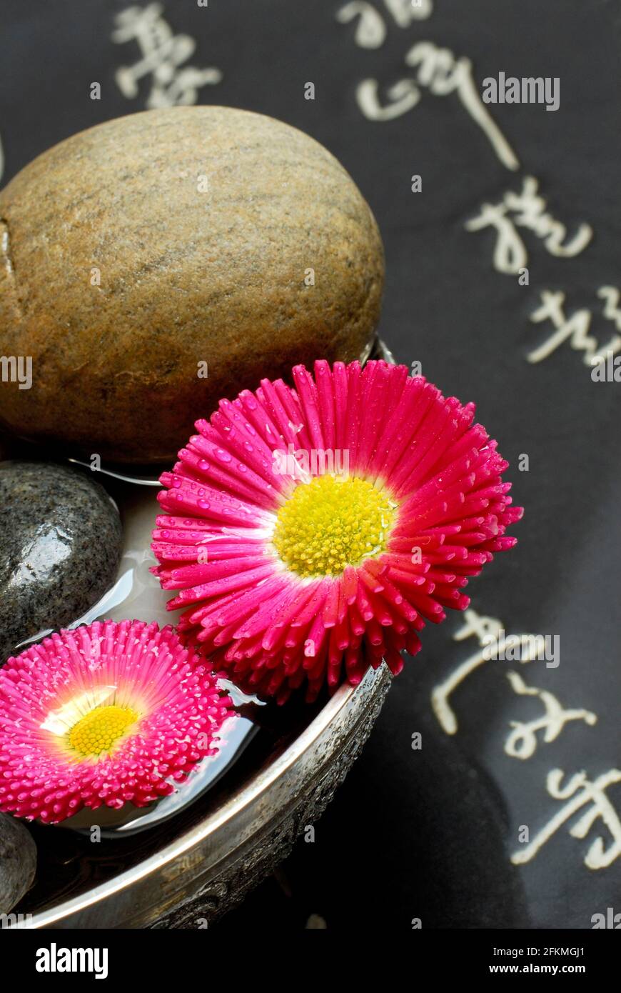 Common daisy (Bellis perennis) flowers and stones in a bowl, japanese ...