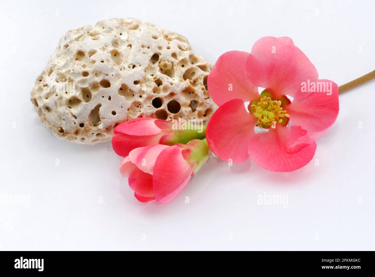 Chaenomeles japonica (Chaenomeles japonica) flowers and stone Stock Photo - Alamy
