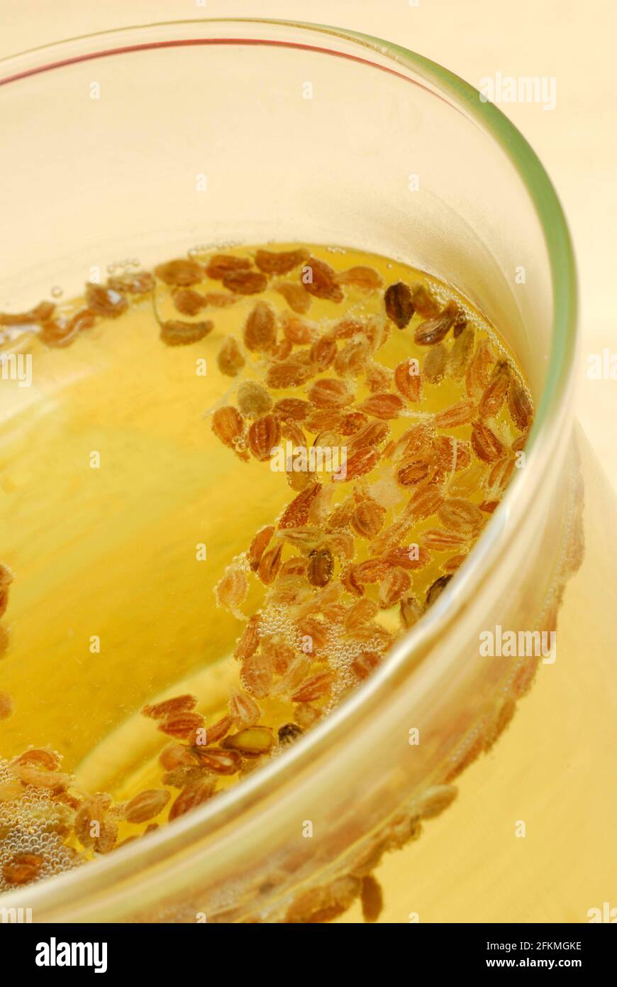 Pimpinella anisum tea hi-res stock photography and images - Alamy