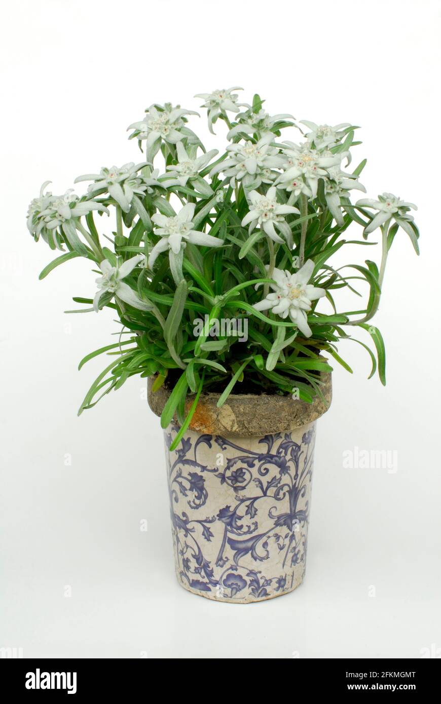 Edelweiss(Leontopodium alpinum) (Leontopodium nivale subsp. alpinum ...