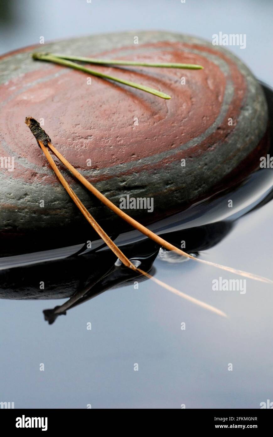 Pine needles and stone in water, Pine Stock Photo - Alamy