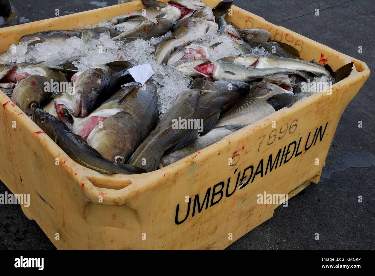 Atlantic cod (Gadus morhua) in box, cod, Iceland Stock Photo - Alamy