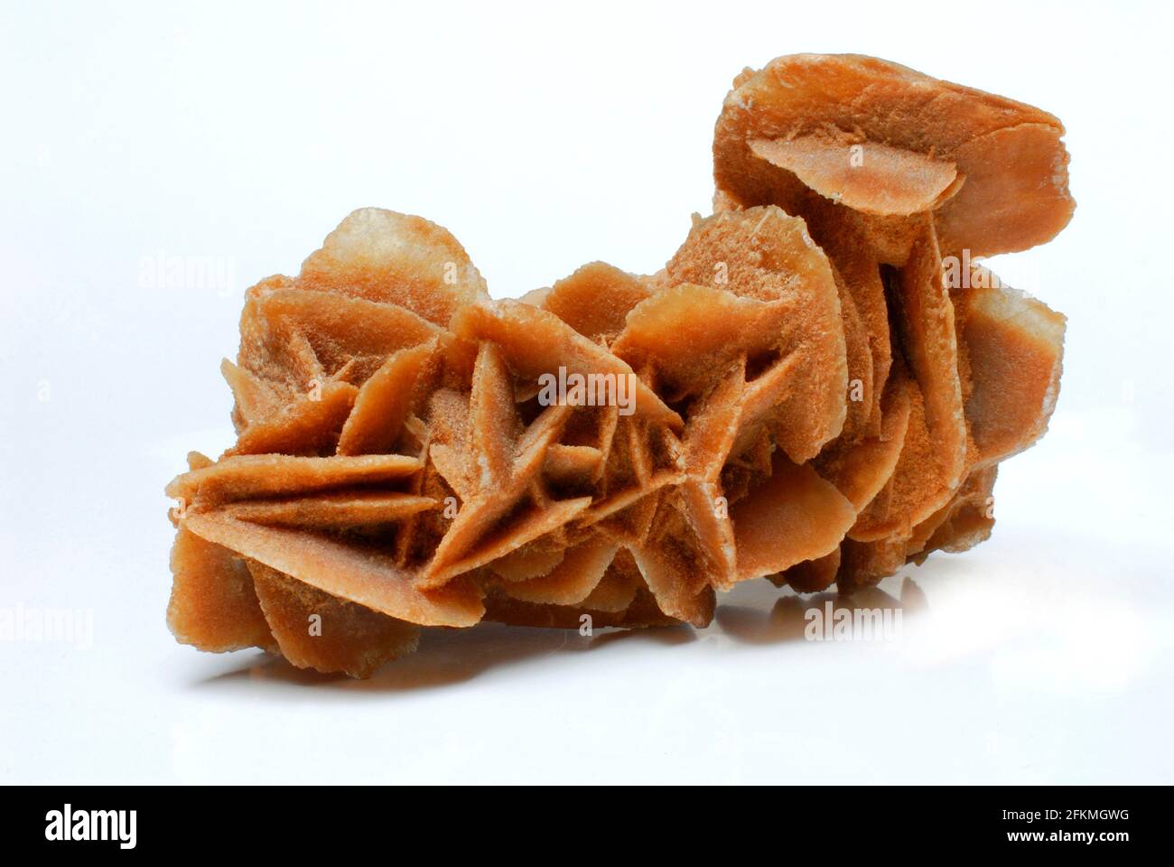 Sand rose, selenite, desert rose, plaster rose, gypsum spar, crystal ...