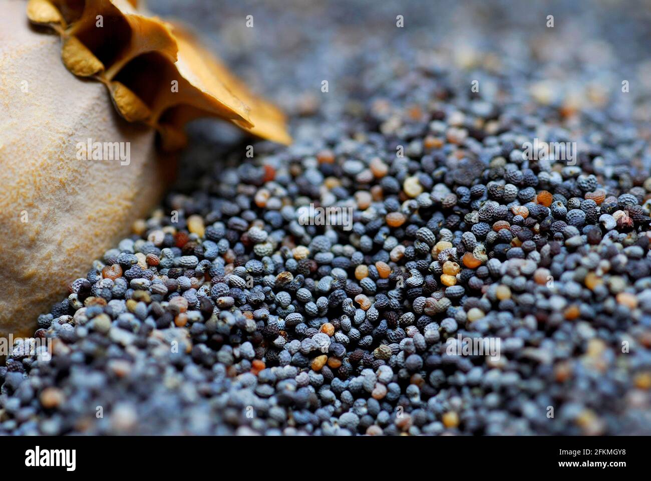 Opium poppy (Papaver somniferum) in shell, seeds, , Poppy seed, poppy ...